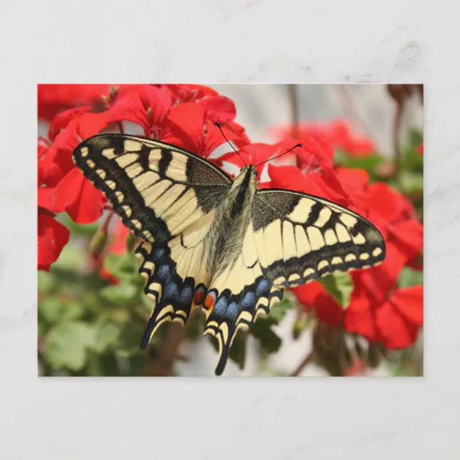 Anise Swallowtail Postcard | Zazzle