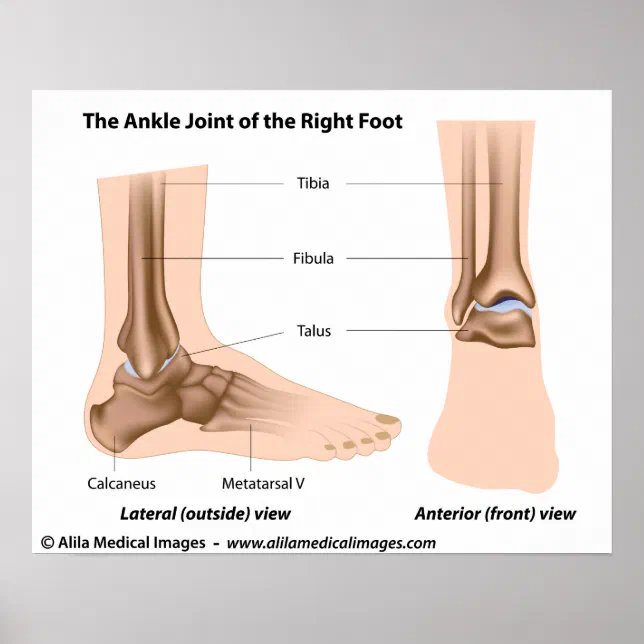 Ankle joint anatomy, labeled diagram. poster | Zazzle