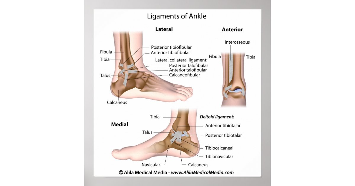 Ankle ligaments, labeled drawing. poster | Zazzle
