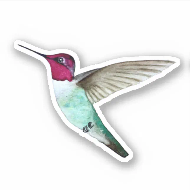 Anna's Hummingbird Sticker | Zazzle