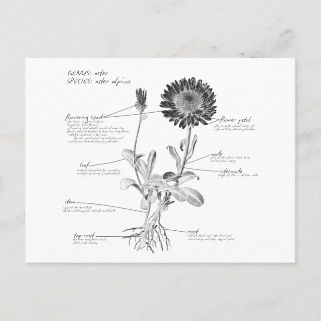 Annotated Botanical Diagram Postcard | Zazzle