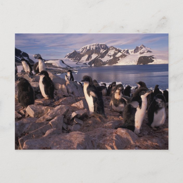 Antarctica, Adelie penguin chicks Postcard | Zazzle.com