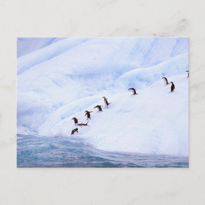Antarctica, Antarctic Peninsula. Chinstrap Postcard | Zazzle.com