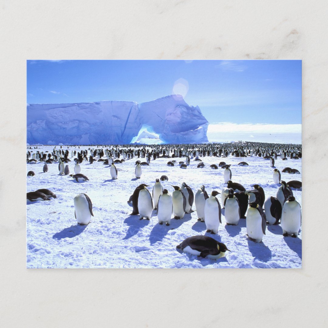 Antarctica, Antarctic Peninsula, Weddell Sea, 5 Postcard | Zazzle