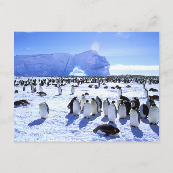 Antarctica, Antarctic Peninsula, Weddell Sea, 5 Postcard | Zazzle