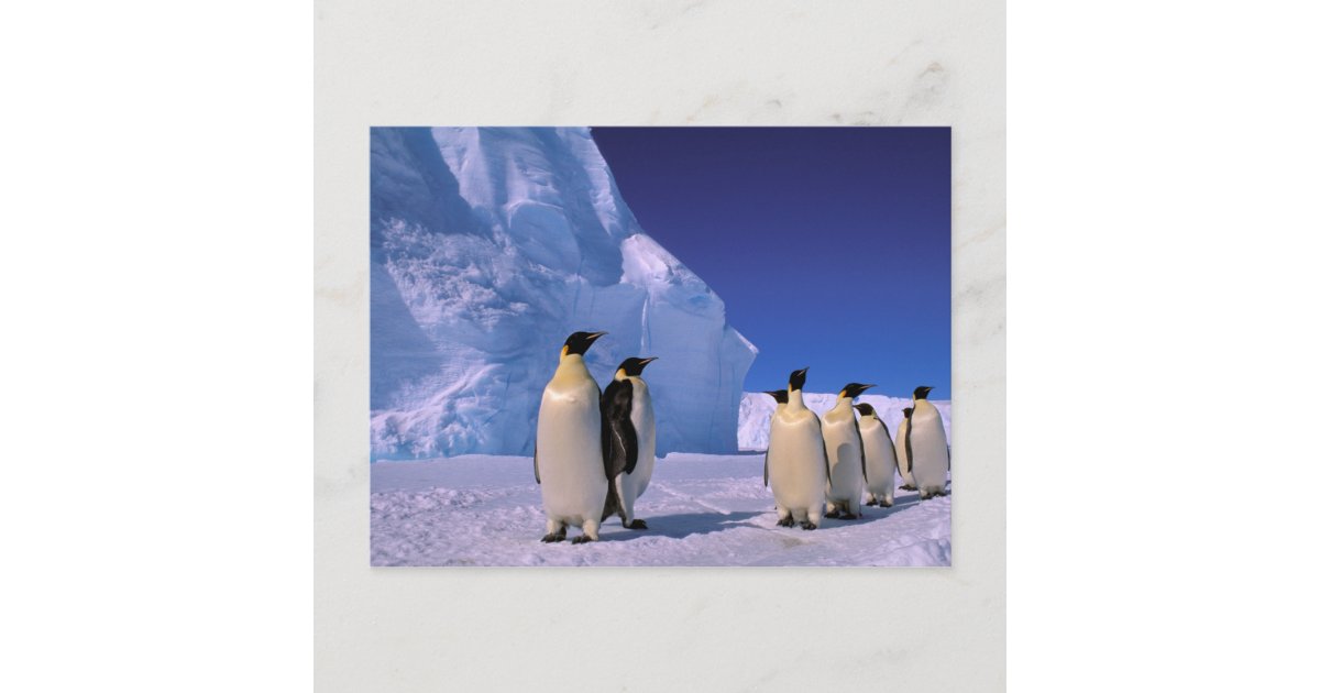 Antarctica, Australian Antarctic Territory, 7 Postcard | Zazzle