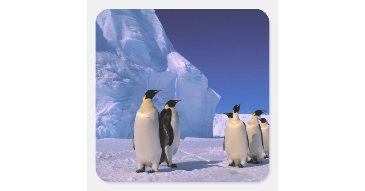 Antarctica, Australian Antarctic Territory, 7 Square Sticker | Zazzle