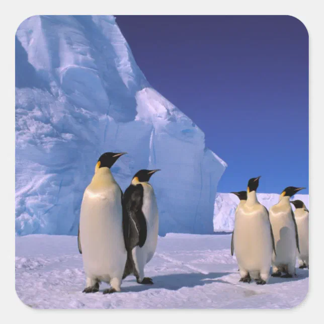 Antarctica, Australian Antarctic Territory, 7 Square Sticker | Zazzle