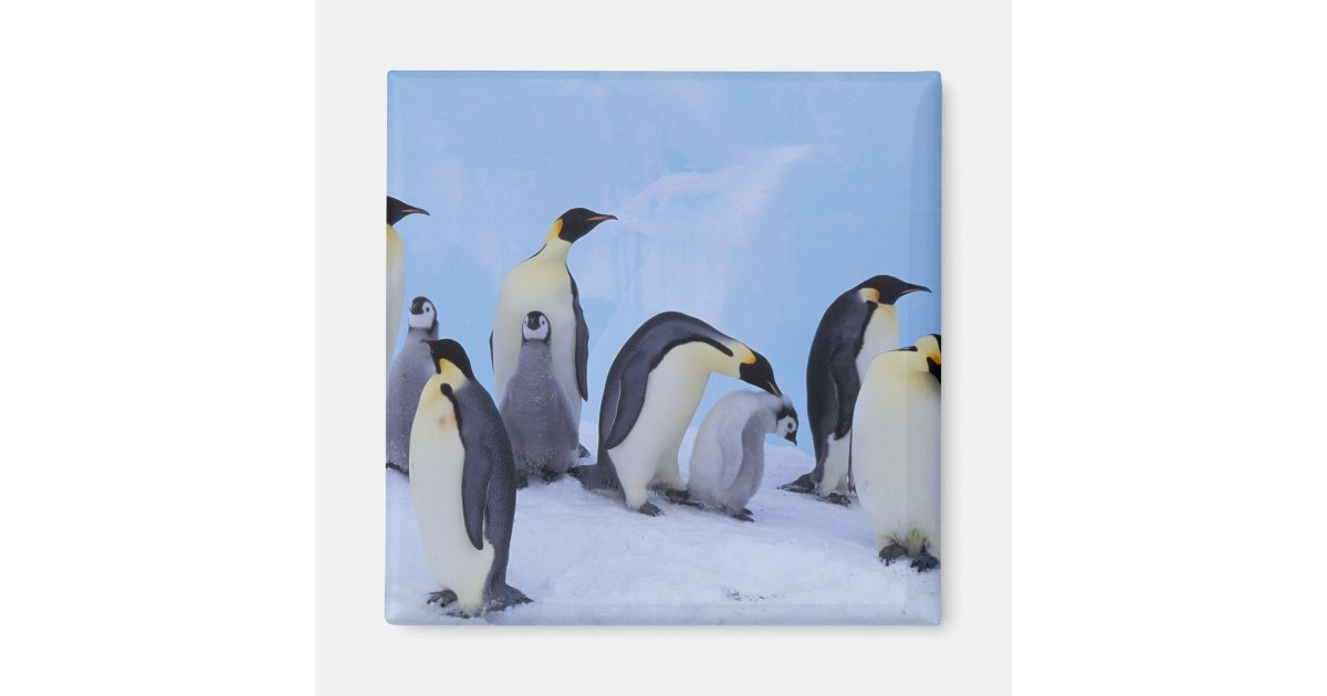 Antarctica, Emporer Penguins Magnet | Zazzle