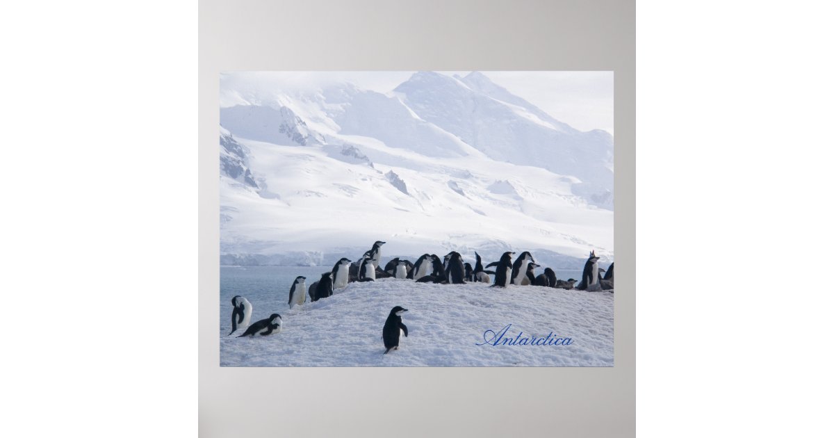 Antarctica Poster | Zazzle