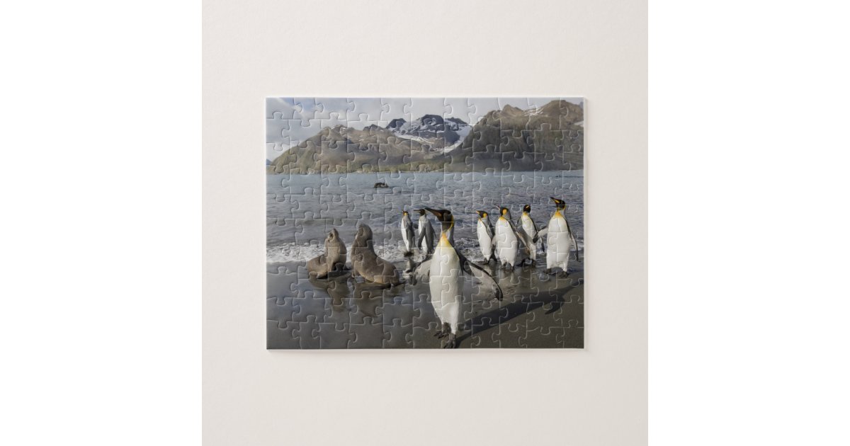 Antarctica, South Georgia Island (UK), Antarctic 2 Jigsaw Puzzle | Zazzle