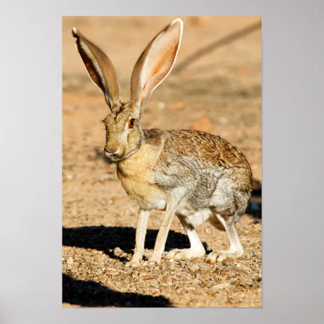 Antelope jackrabbit portrait, Arizona Poster | Zazzle