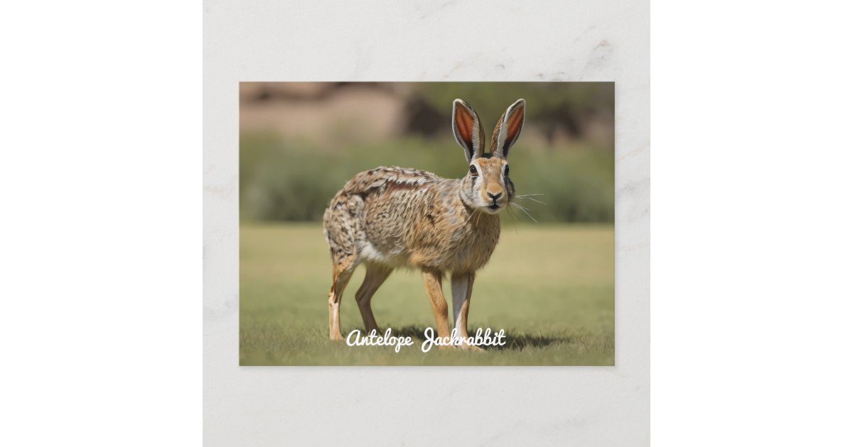 Antelope Jackrabbit standing on grass Postcard | Zazzle