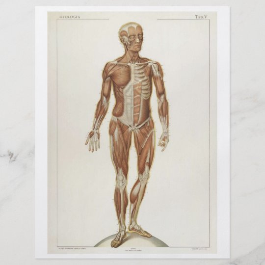 Anterior Muscles Flyer | Zazzle.com