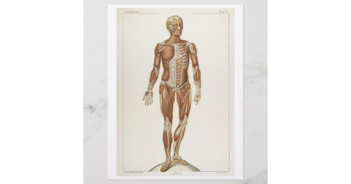 Anterior Muscles Flyer | Zazzle