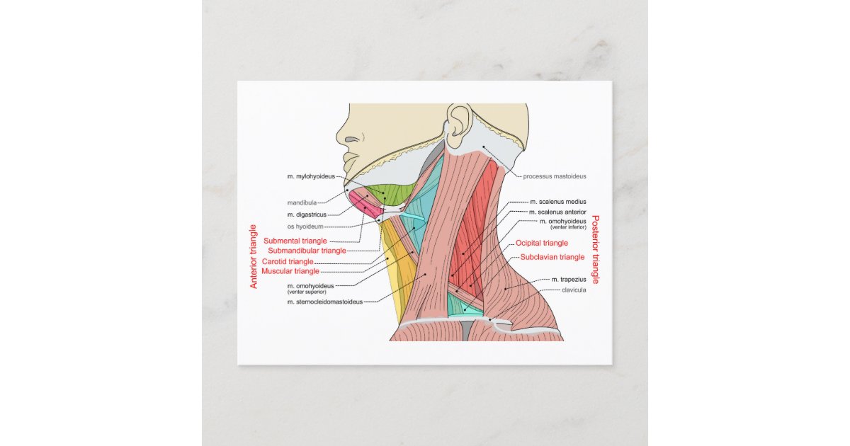 Anterior Posterior Triangles neck Anatomy Muscles Postcard | Zazzle