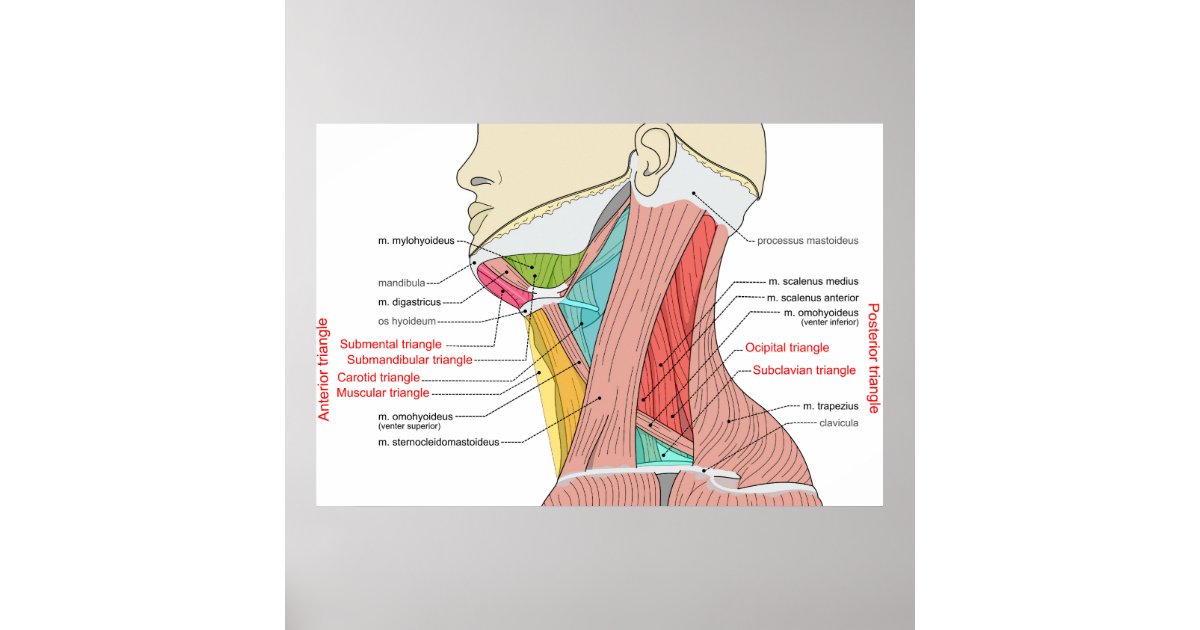 Anterior Posterior Triangles neck Anatomy Muscles Poster | Zazzle