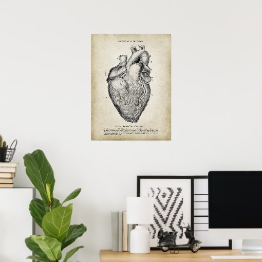 Anterior View of The Heart Anatomy Poster | Zazzle