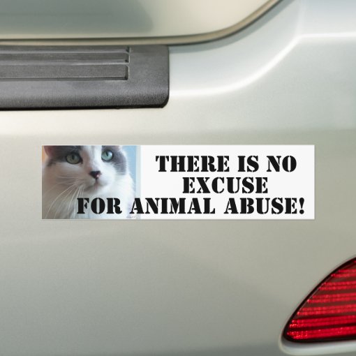 Anti Animal Abuse Sad Kitty Bumper Sticker | Zazzle