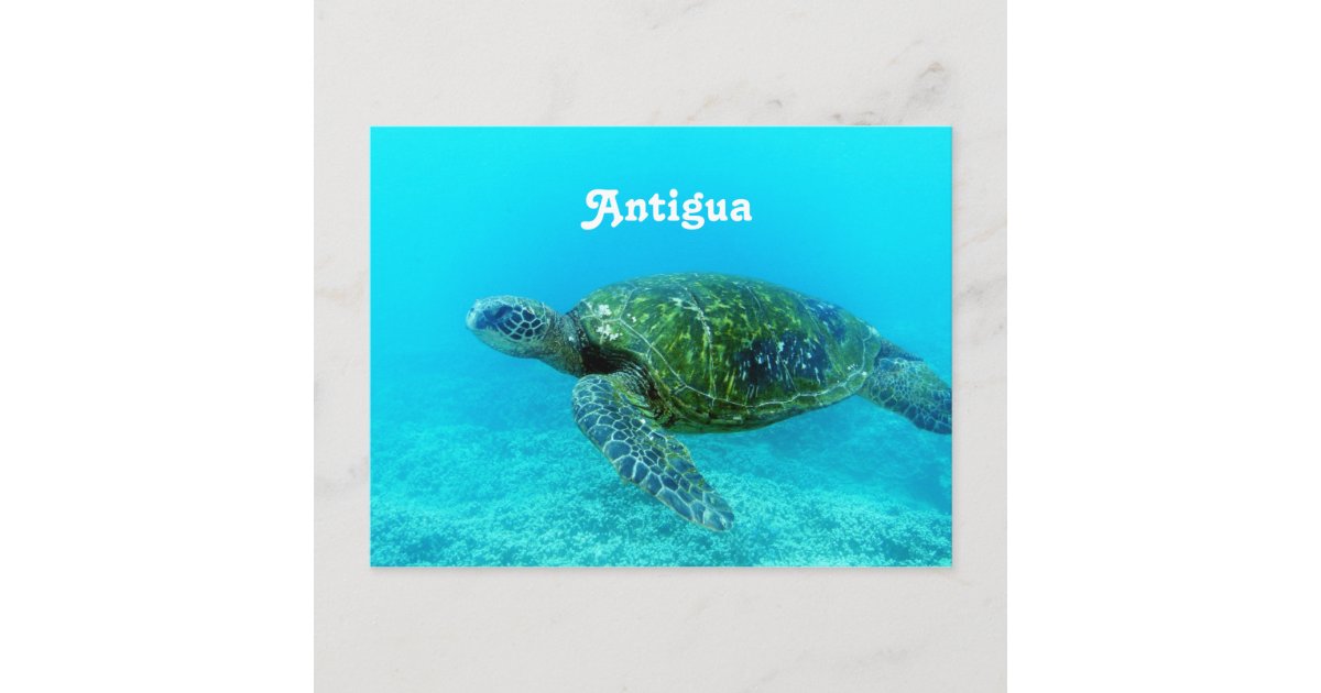Antigua Hawk Billed Turtle Postcard | Zazzle