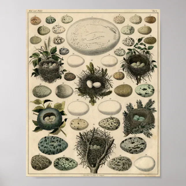 Antique Birds and Nest Poster | Zazzle