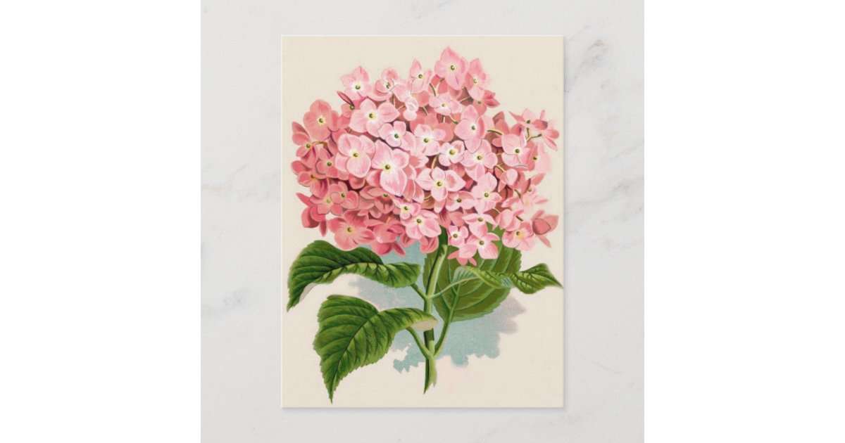 Antique Botanical Romantic Pink Hydrangea Postcard | Zazzle