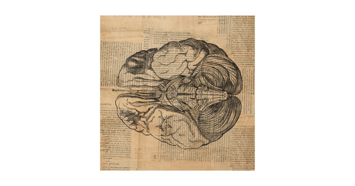 Antique Brain Diagram Old Fashioned Art | Zazzle