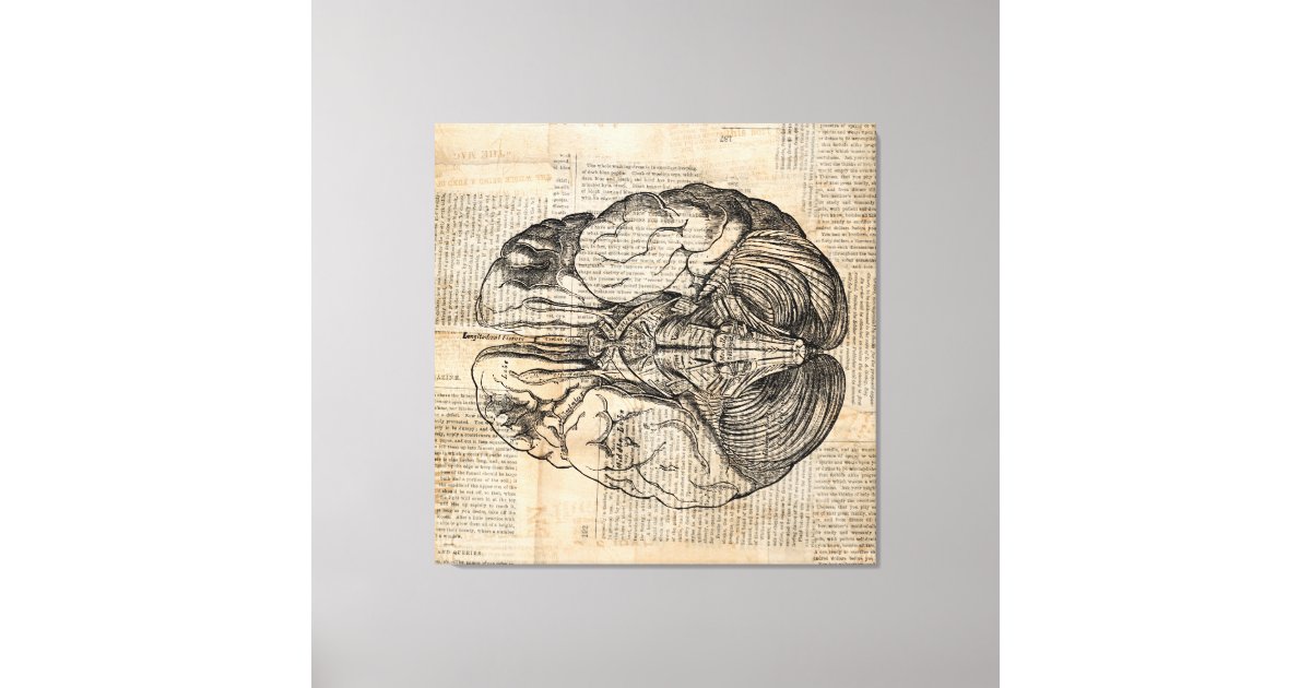 Antique Brain Diagram Old Fashioned Art Canvas Print | Zazzle
