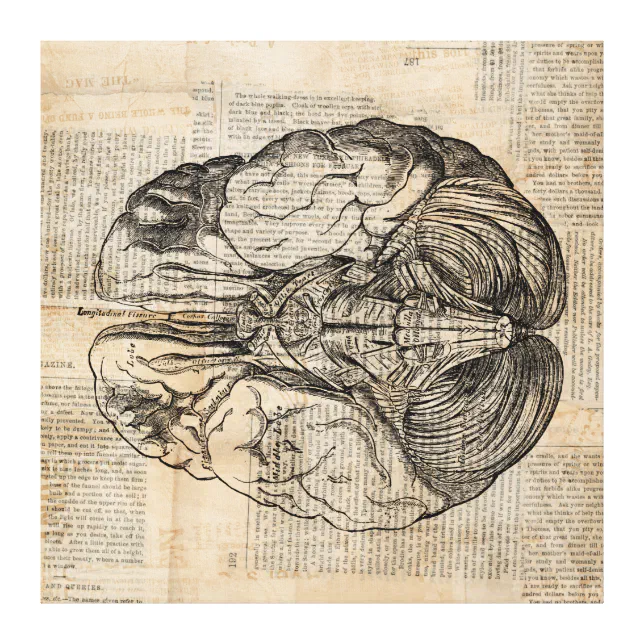 Antique Brain Diagram Old Fashioned Art Canvas Print | Zazzle