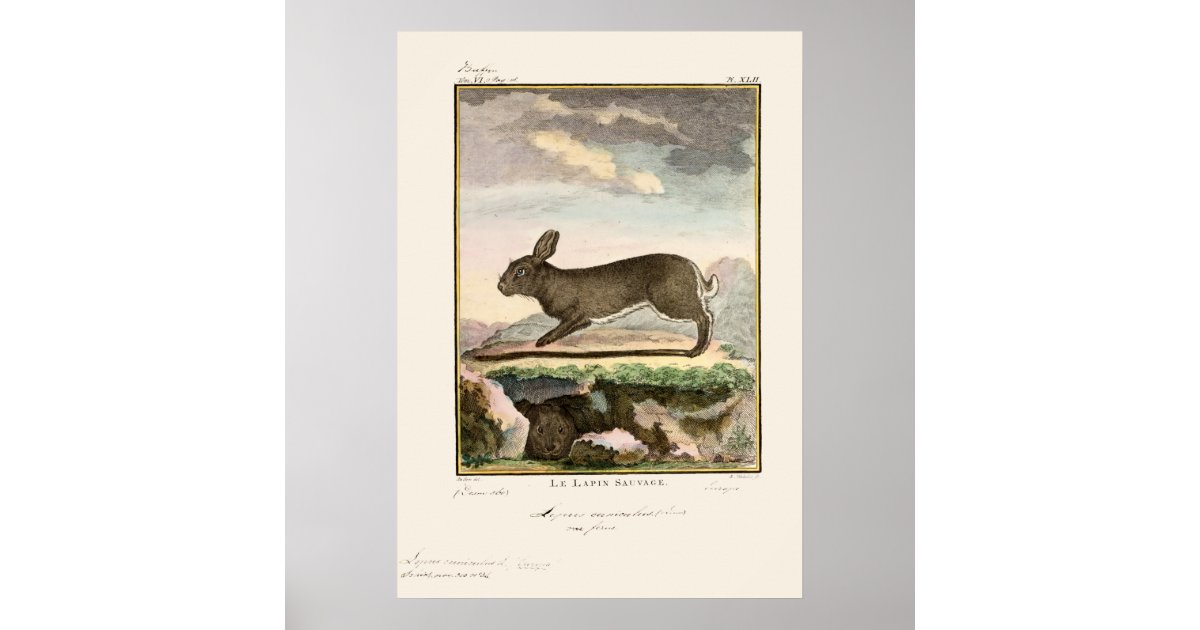 Antique Bunny Rabbit Color Etching Poster | Zazzle