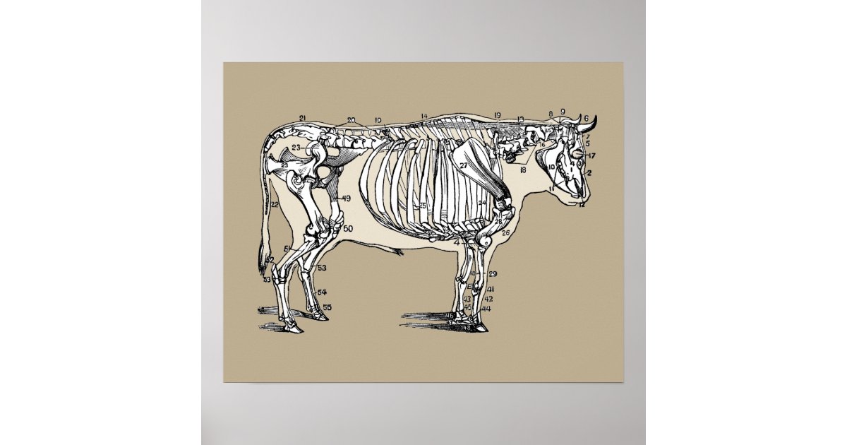 Antique Cow Skeleton Bones Fun Poster | Zazzle