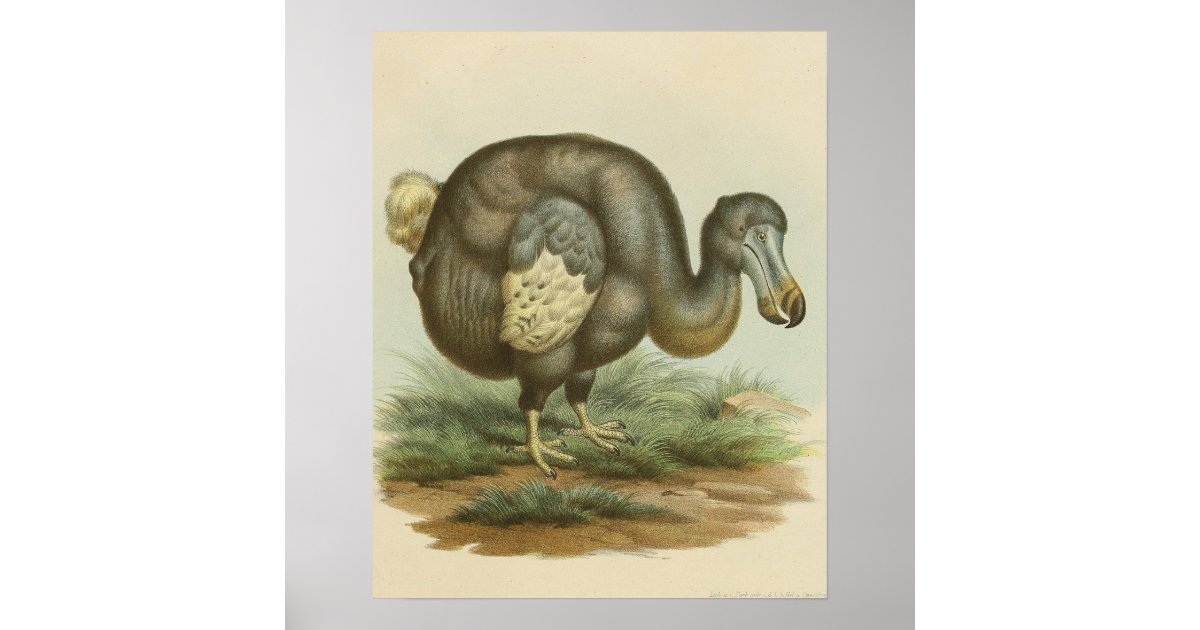 Antique Dodo Bird Natural History Poster | Zazzle