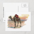 Antique Dromedary Camel Illustration Postcard | Zazzle