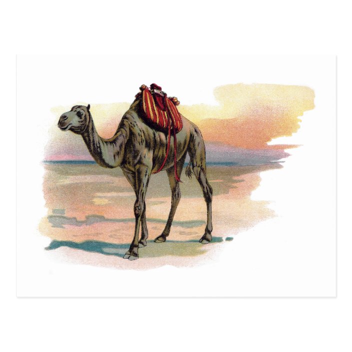 Antique Dromedary Camel Illustration Postcard | Zazzle.com