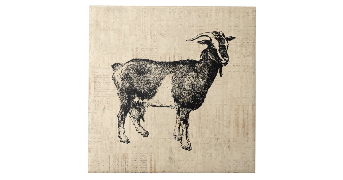 Antique Goat Illustration with Script Background Ceramic Tile | Zazzle