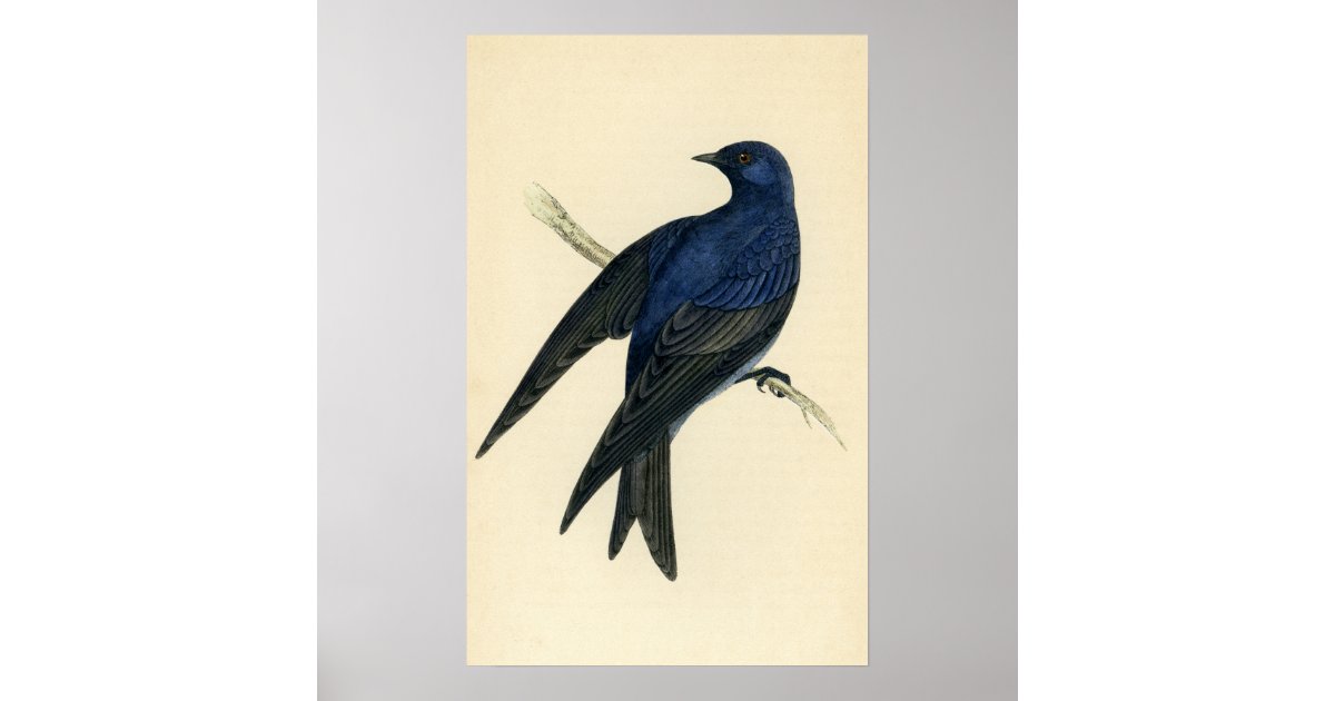 Antique Print of a Purple Martin | Zazzle