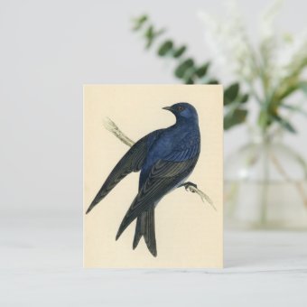 Antique Print of a Purple Martin Postcard | Zazzle
