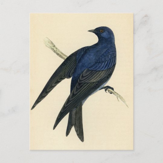 Antique Print of a Purple Martin Postcard | Zazzle.com