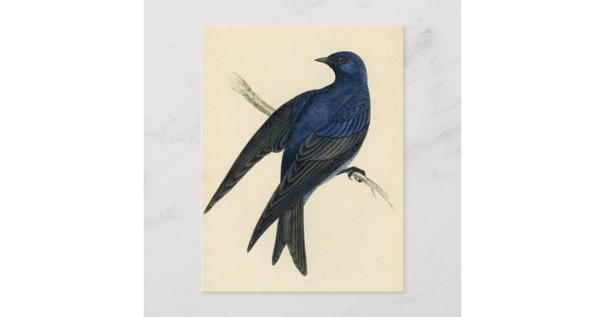 Antique Print of a Purple Martin Postcard | Zazzle