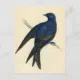 Antique Print of a Purple Martin Postcard | Zazzle