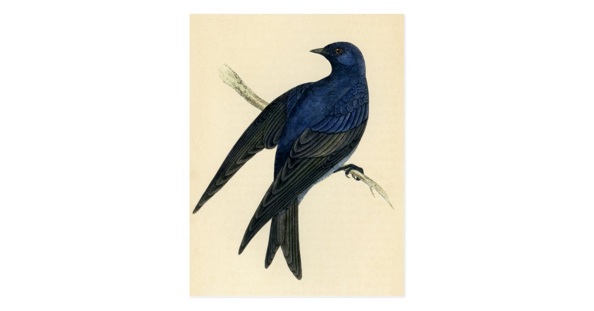 Antique Print of a Purple Martin Postcard | Zazzle.com