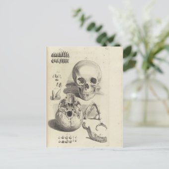 Antique print Skull Anatomy Postcard | Zazzle