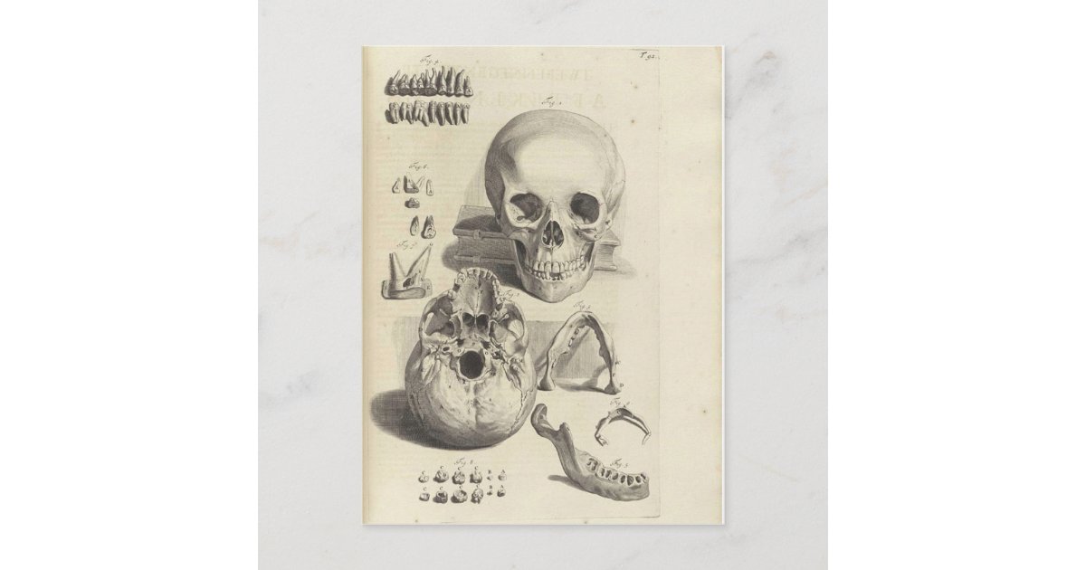 Antique print Skull Anatomy Postcard | Zazzle
