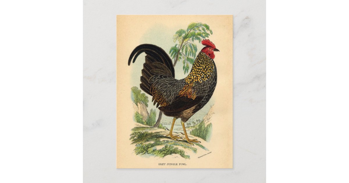 Antique Print Vintage Rooster Cockerel Postcard | Zazzle