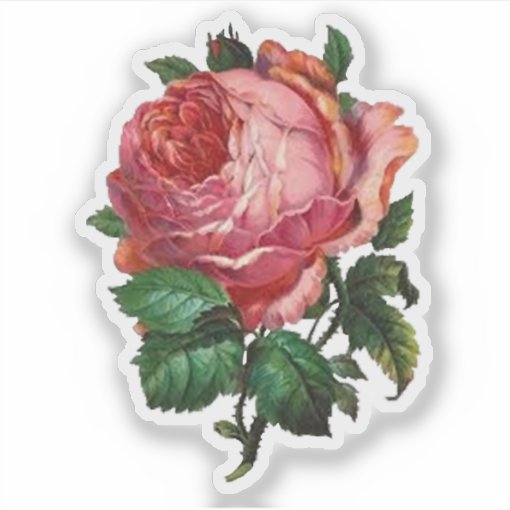 Antique Rose Sticker | Zazzle