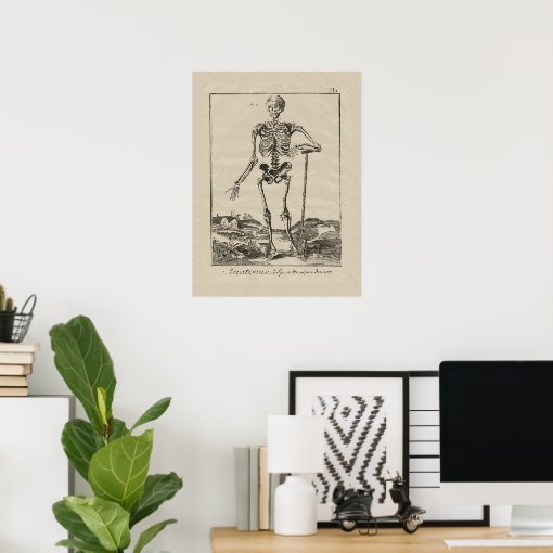 Antique Skeleton Human Anatomy Poster | Zazzle