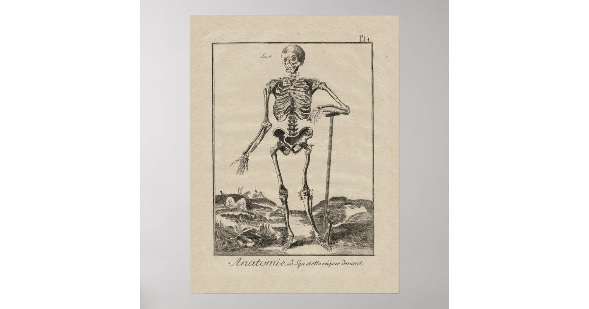 Antique Skeleton Human Anatomy Poster | Zazzle.com