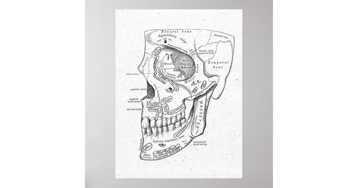 Antique Skull & Face Bones Vintage Poster | Zazzle