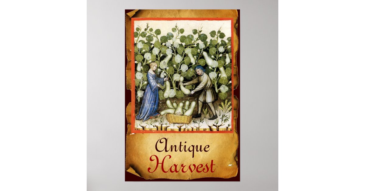 ANTIQUE SQUASH HARVEST PARCHMENT POSTER | Zazzle