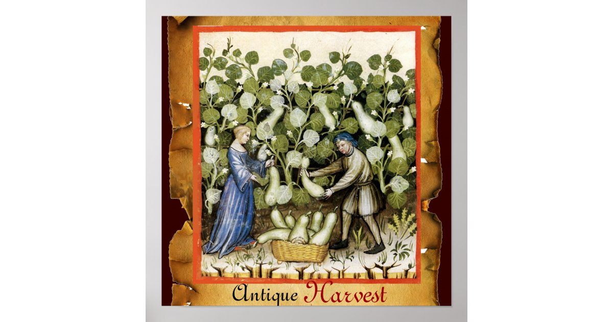 ANTIQUE SQUASH HARVEST POSTER | Zazzle
